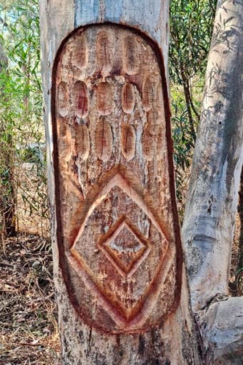 We Scar Many Trees - Great Victorian Rail Trail