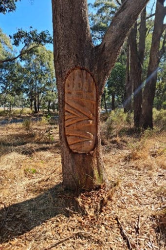 We Scar Many Trees - Great Victorian Rail Trail