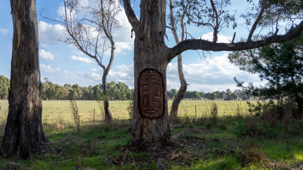 We Scar Many Trees - Great Victorian Rail Trail